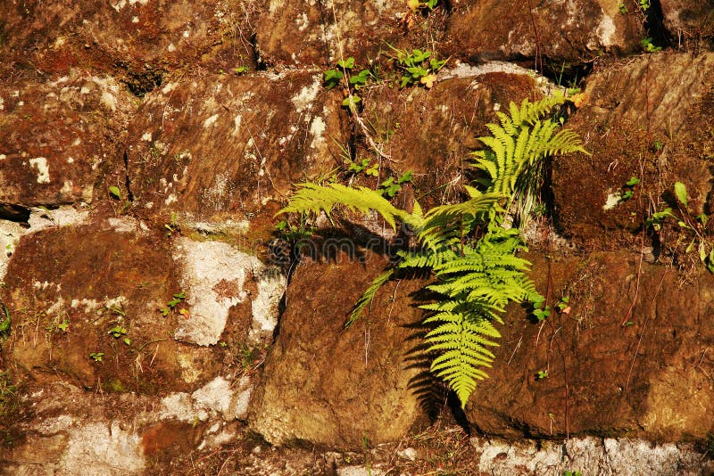 Green fern stock image. Image of wall, growth, stone - 44433829