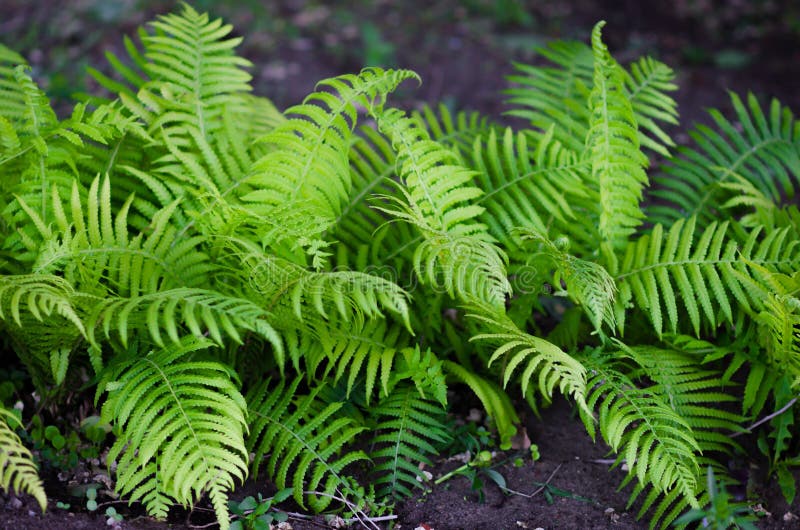 Fern is Growing in Shadow on the Garden Stock Image - Image of season ...