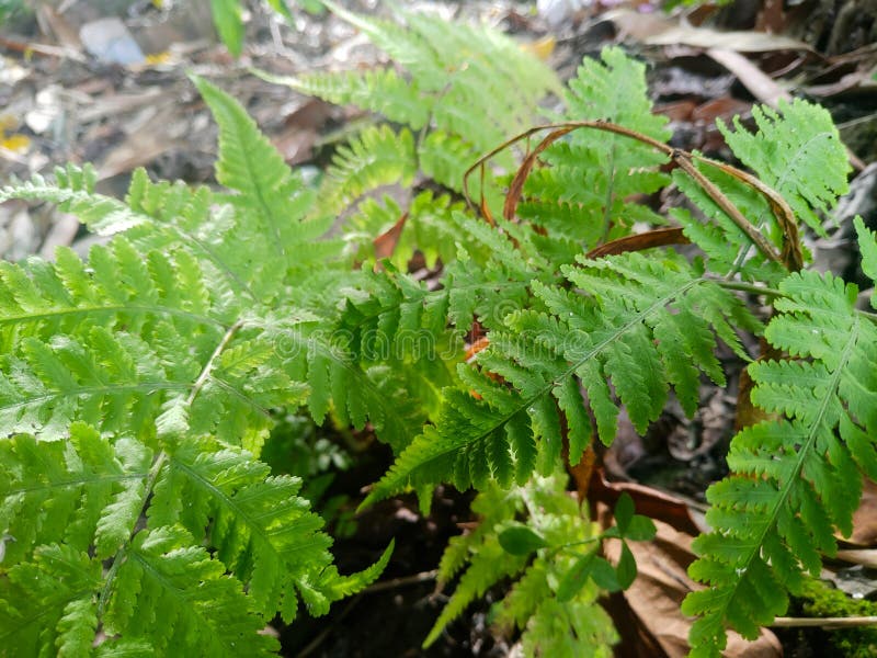 A Green Fern that Has an Interesting Leaf Shape and Texture Stock Image ...