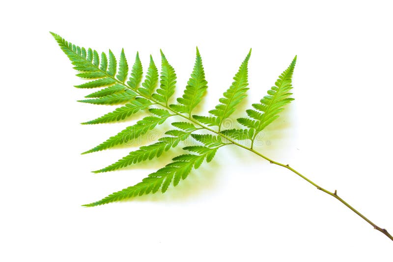 Fern Isolated on White Background Stock Photo - Image of nature, frame ...
