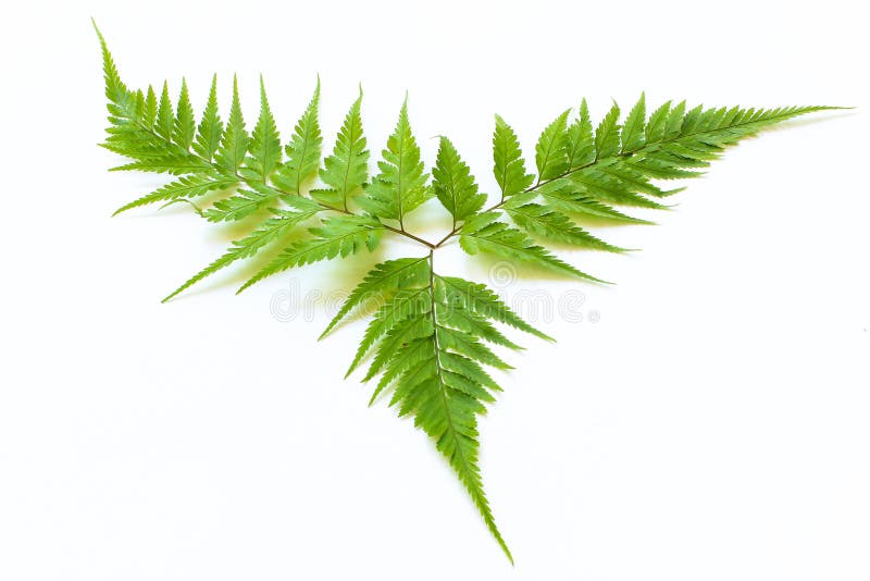 Fern Isolated on White Background Stock Photo - Image of flora, forest ...