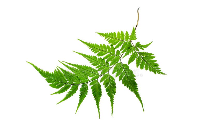 4+ Fern tree transparent Free Stock Photos - StockFreeImages