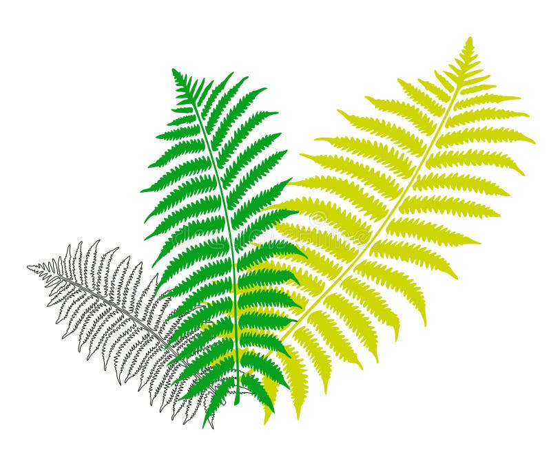 Fern Leaves Clipart Leaf