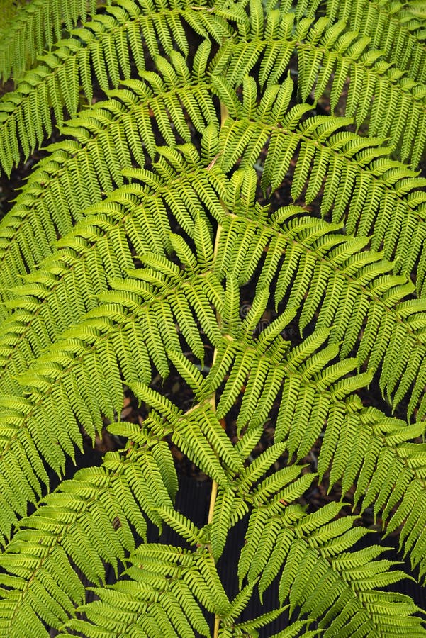 Green fern leaf stock image. Image of fern, leaf, plant - 161321155