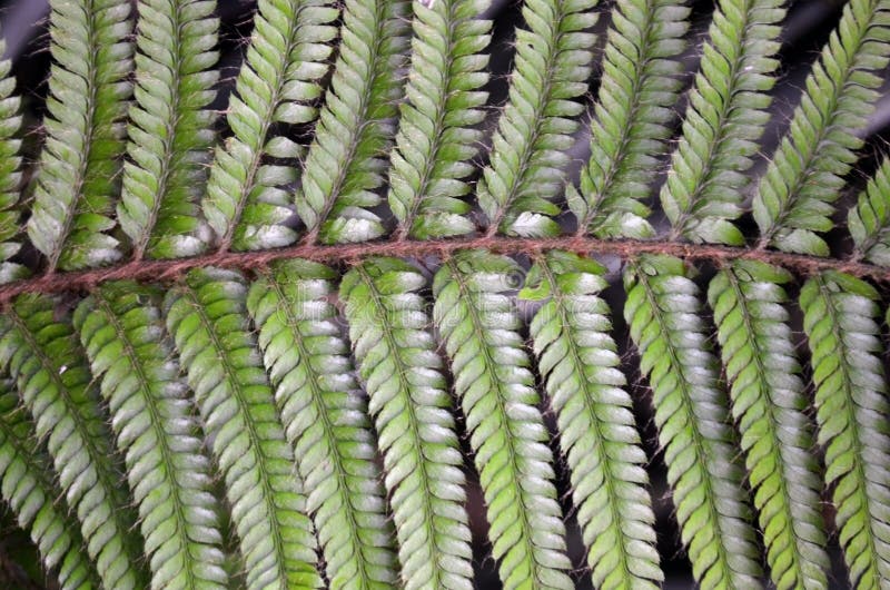 Leaf Fragment of Window Ferny Plant Stock Photo - Image of transparent ...