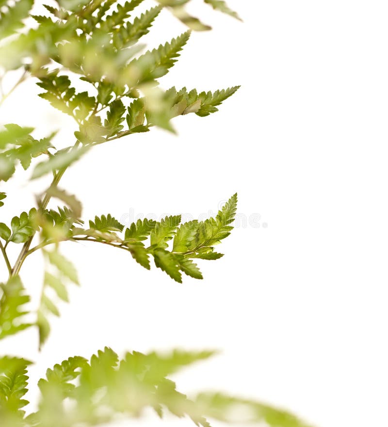 Green Fern Leaf Isolated on White Background Stock Image - Image of ...