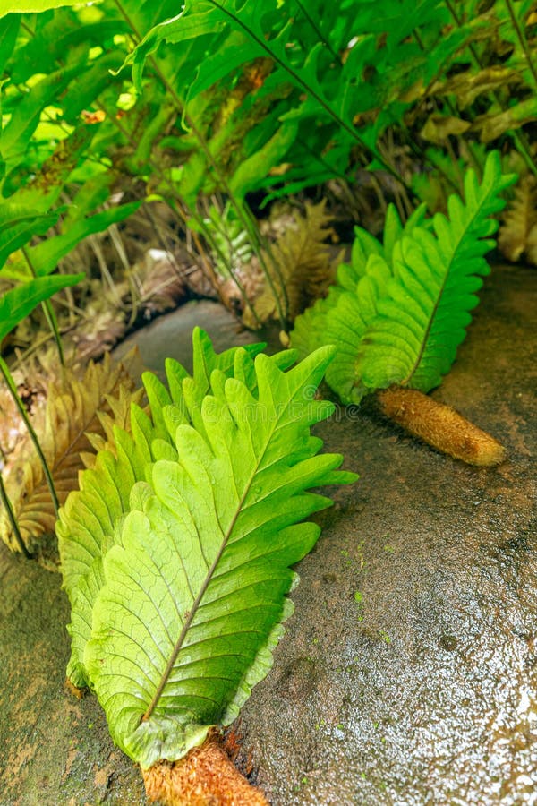 Green Fern Leaf on the Rock in a Tropical Rainforest Stock Photo ...