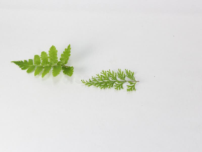 Green fern leaf on a white stock image. Image of grass - 278432347