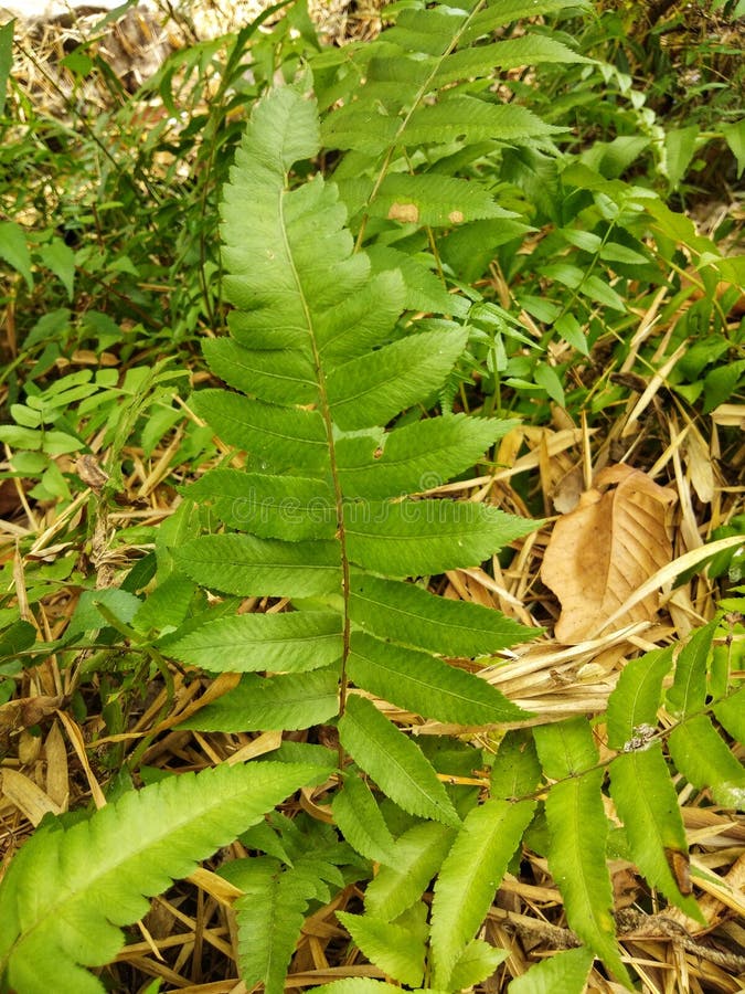 Green fern leave stock image. Image of leaf, green, produce - 213355179