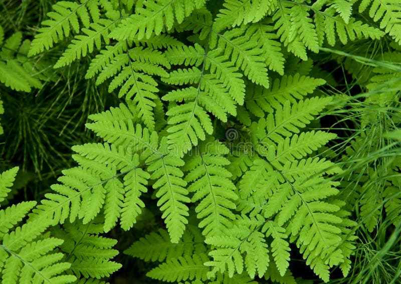 June Lush Ferns stock photo. Image of summer, nature - 14702558