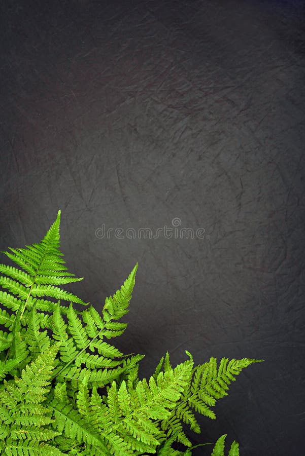 Green Fern Leaves on Grey Background with Copy Space Stock Photo ...