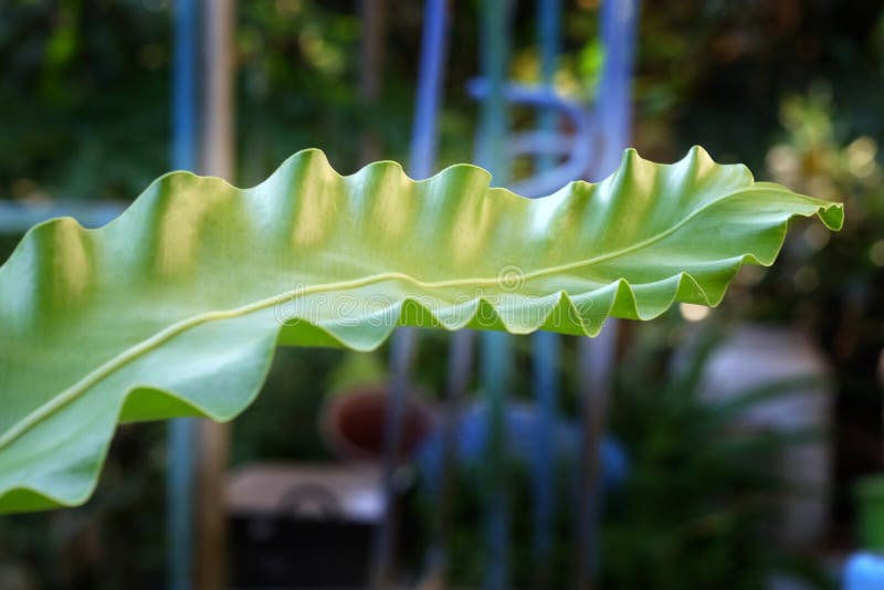 The Green Fern Leaves Have Wavy Edges on the Leaves. Stock Image ...