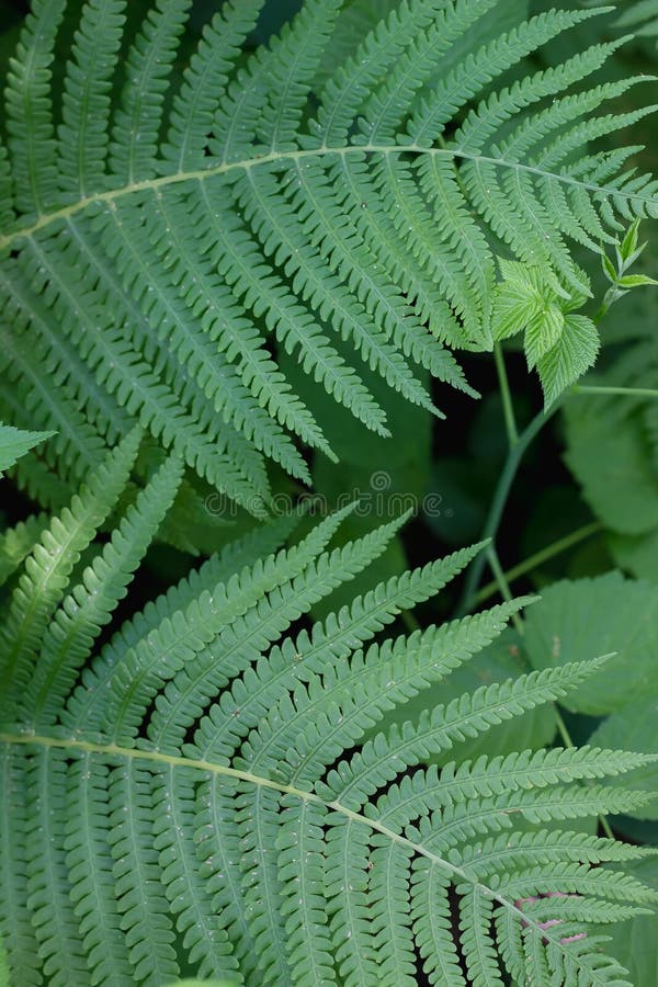 Green Fern Leaves in the Shade Stock Photo - Image of botany, foliage ...
