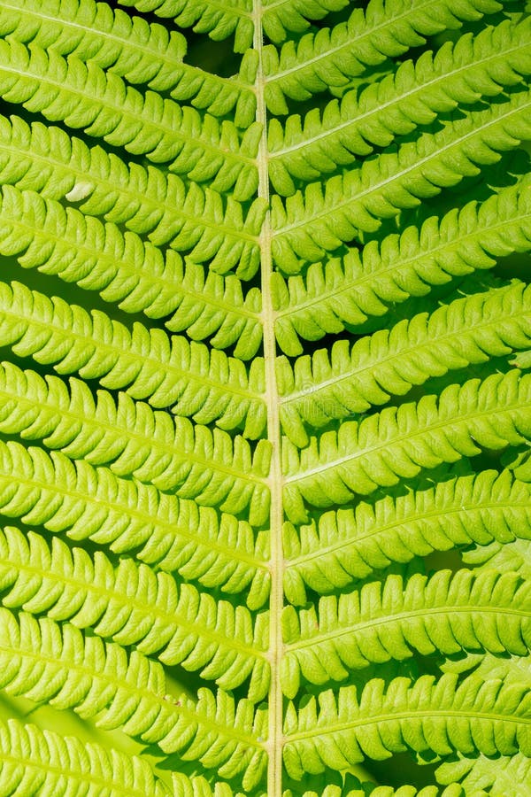 Green Fern Leaves Symmetrical Background Stock Image - Image of organic ...