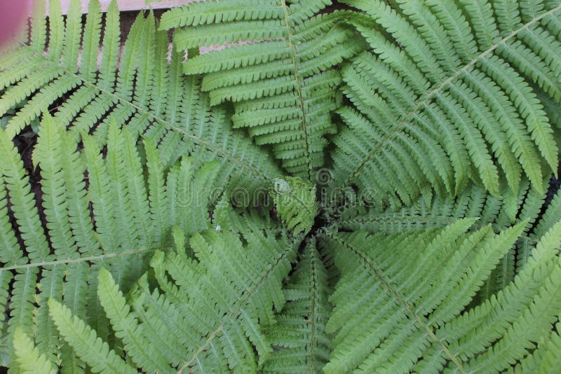 Green fern leaves. stock photo. Image of environment - 182274072