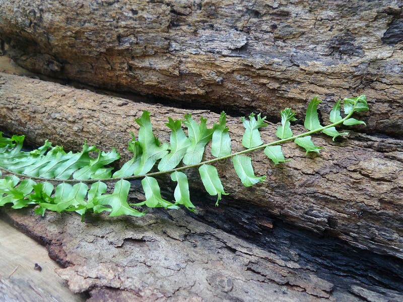 Green fern on the log stock image. Image of light, flora - 95391525