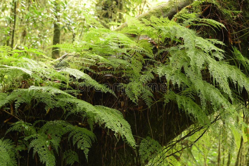 Green Fern and Moss Cover on Tree Branch Stock Photo - Image of glowing ...