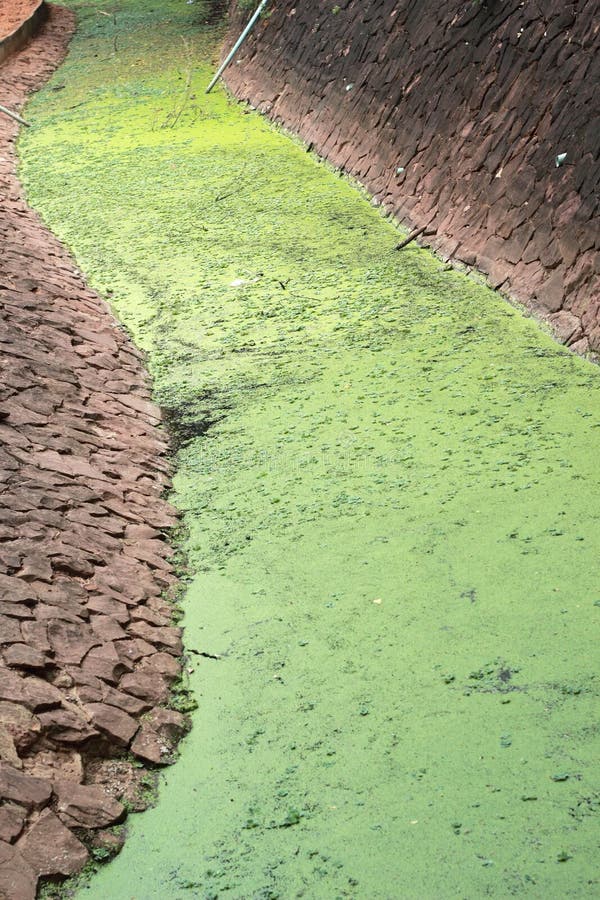 Green Fern in the Nature - Stone Wall Stock Image - Image of life ...