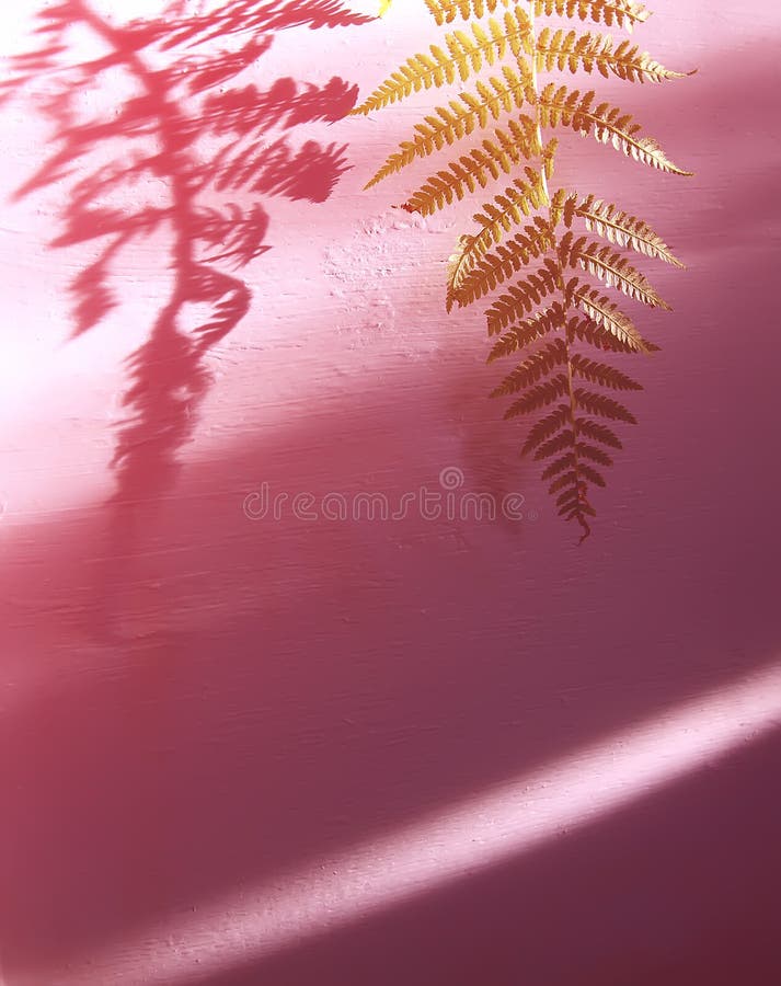 Green Fern Plant Leaf and Shadows Stock Photo - Image of natural ...