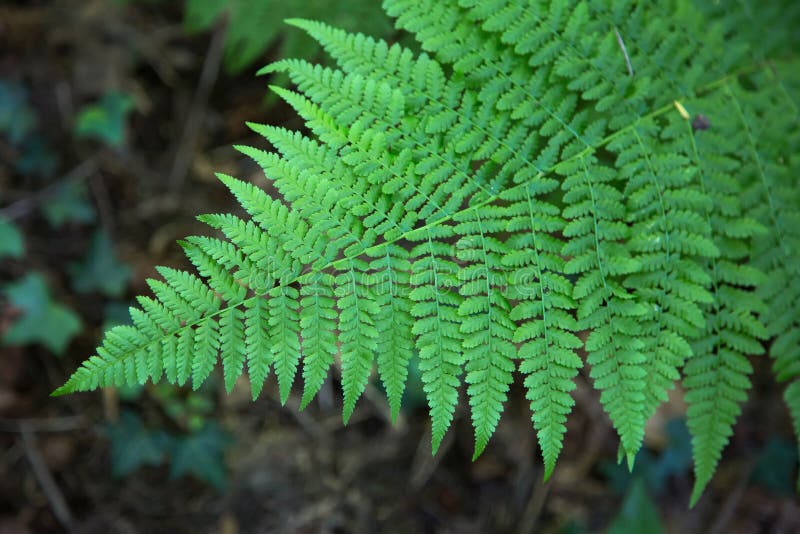 Leaves in Triangular Shaped Bunch Branch Stock Photo - Image of ...