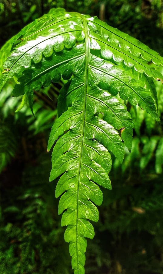Green Fern plant picture stock photo. Image of green - 271988110