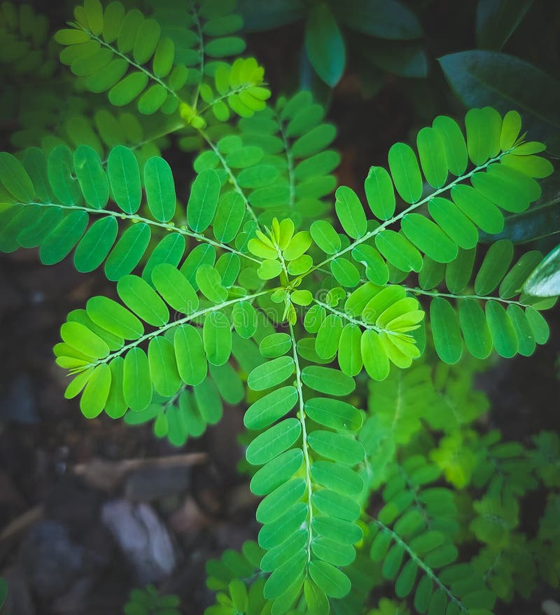 Green Fern Plant with Small Leaves Stock Image - Image of forest, green ...