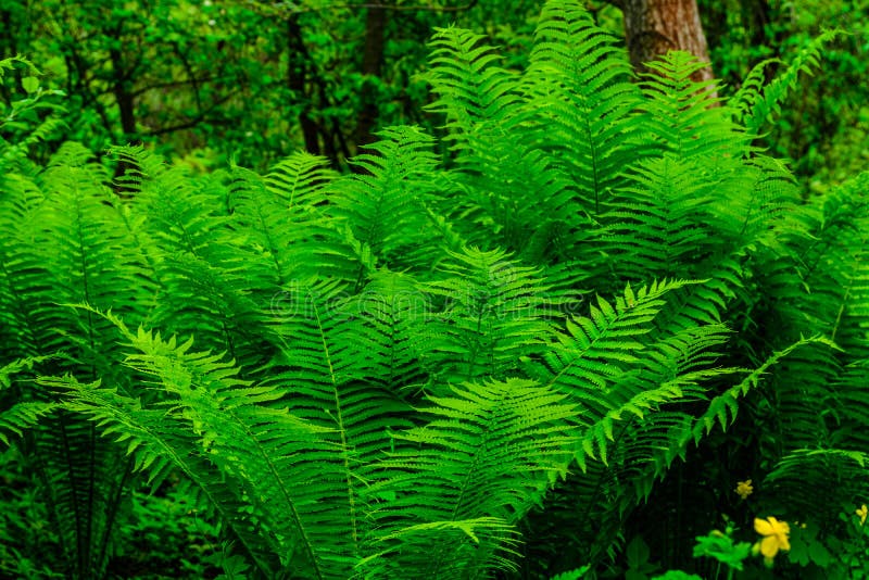 Green Fern Plants in the Forest on Spring Stock Photo - Image of ...