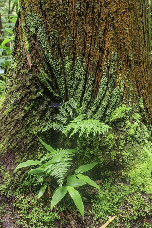 Green Fern on the Roots of a Tree Stock Image - Image of vascular ...