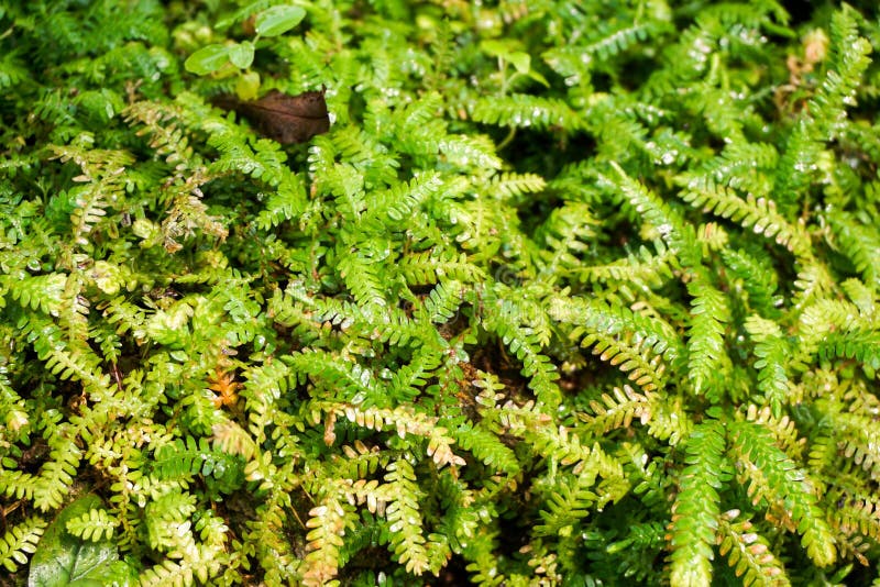 Green Fern Selaginella Involvens Stock Image - Image of leaves, foliage ...