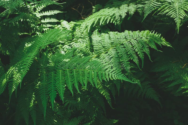 Green Fern in a Shady Forest Close Up Stock Photo - Image of bush, fern ...