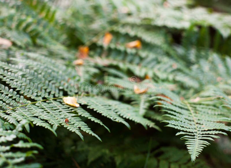 Green Fern Stems and Leaves Stock Image - Image of colorful, green ...