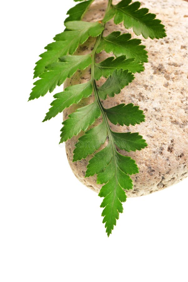 Green fern leaf isolated stock image. Image of leaf, copy - 14767841
