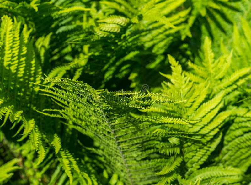 Red fern texture stock image. Image of material, flora - 148821