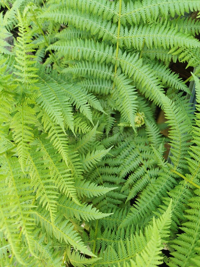 Green fern texture stock photo. Image of leaf, leaves - 298721422