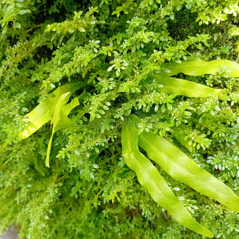 The Green of the Fern Tree after the Rain Stock Image - Image of tree ...