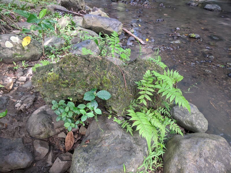 Green Fern Tree on River Rock Stock Photo - Image of watercourse ...