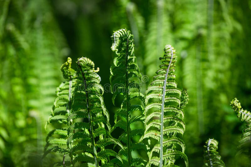 Green Ferns on a Forest Background Stock Photo - Image of grass, frame ...