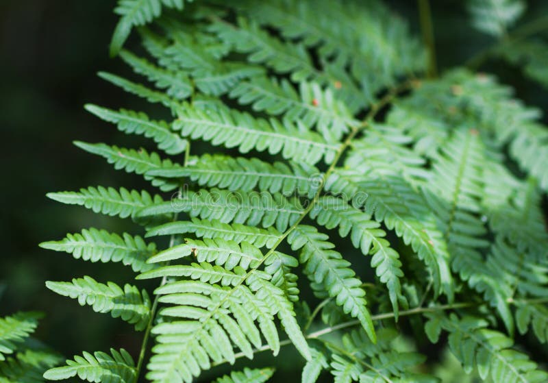 Green Ferns Leaves in a Wild Forest Stock Photo - Image of pattern ...