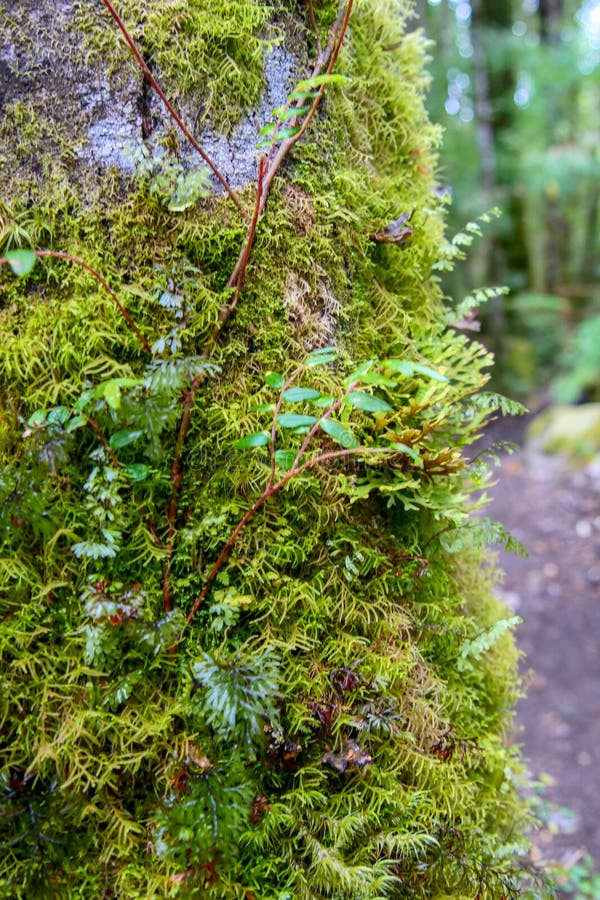Green Ferns and Moss Growing Off the Side of a Brown Tree Stump in a ...