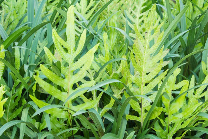 Green ferns plant stock photo. Image of garden, closeup - 66138198