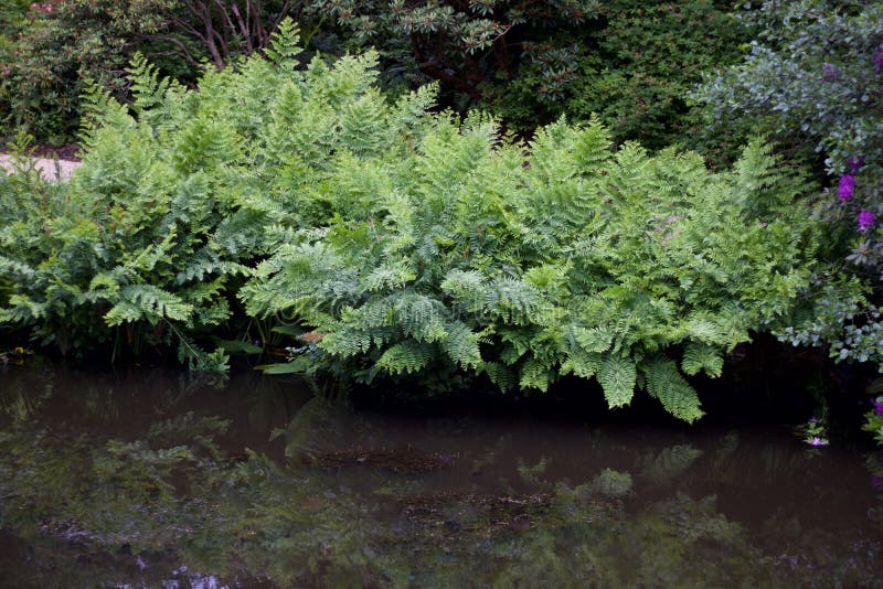 423 Border Ferns Stock Photos - Free & Royalty-Free Stock Photos from ...