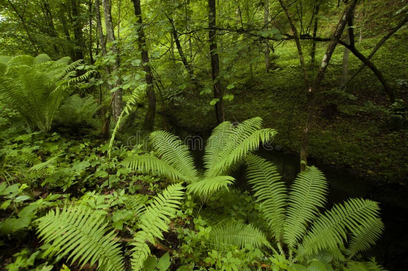 Green Ferns in Tropical Forest Stock Image - Image of growth, nature ...