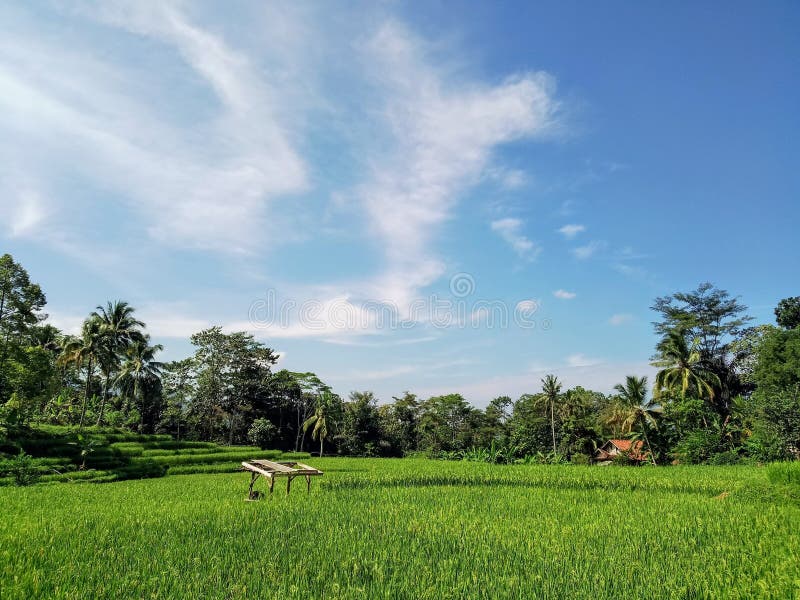 Green and Fertile Agricultural Fields with Tall Trees and Bright Sky ...