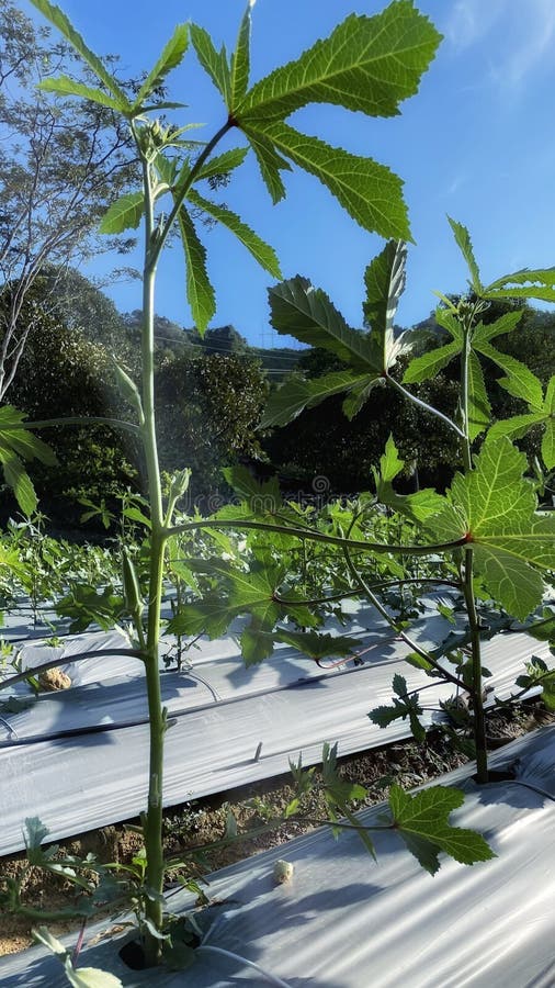 A Ladys Finger Tree in a Garden Stock Photo - Image of jungle, tropics ...