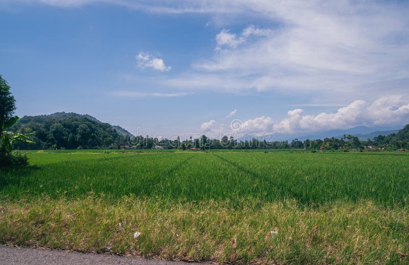 Green and Fertile Rice Fields on the Side of the Road Stock Image ...