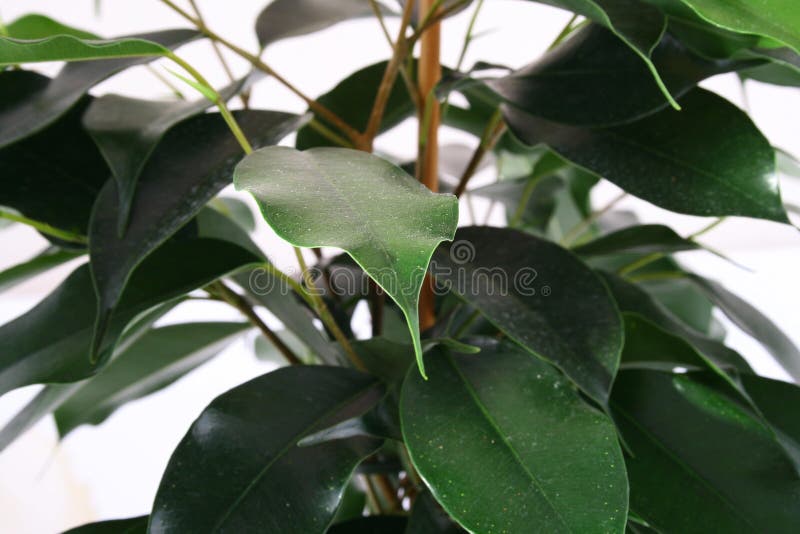 Green ficus stock photo. Image of growth, flora, nature - 4085398