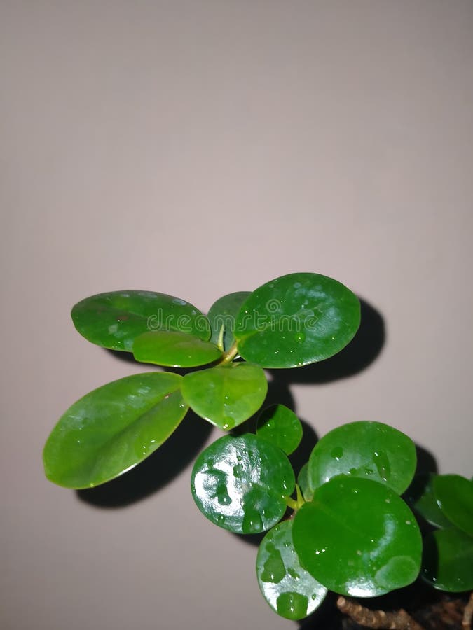 Green Ficus Nana bonsai stock photo. Image of ficus - 220596420