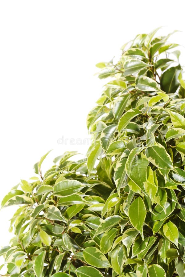 Green ficus tree stock image. Image of greenhouse, botany - 17401441