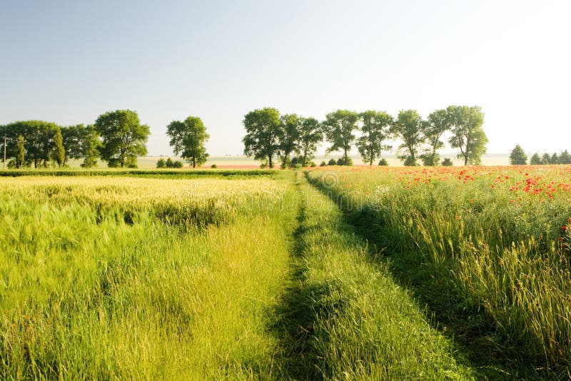 Green field stock image. Image of environmental, idyll - 6180751