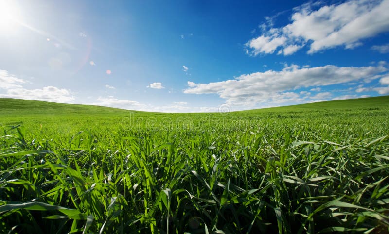 Fresh Field stock photo. Image of travel, landscape, canola - 27194298